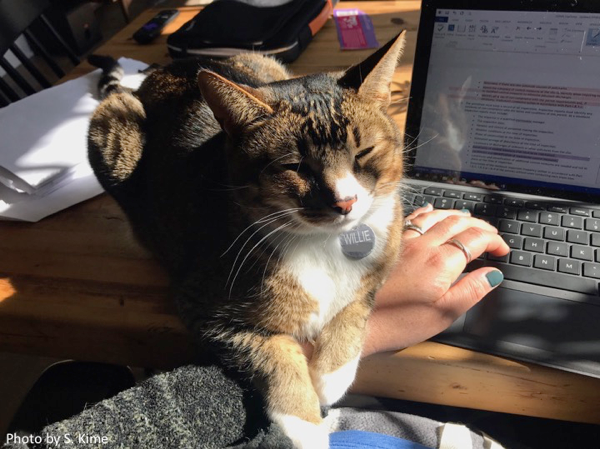 Traditional Meets Virtual. The New Normal is Now. - PA TIMES Online ...